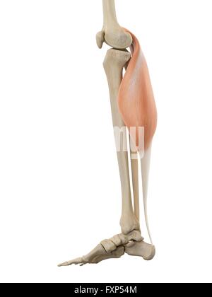 Menschliches Beinmuskeln, Abbildung Stockfotografie - Alamy