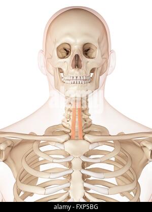 Hals-Knochen und Muskel, Computer Bild Stockfotografie - Alamy