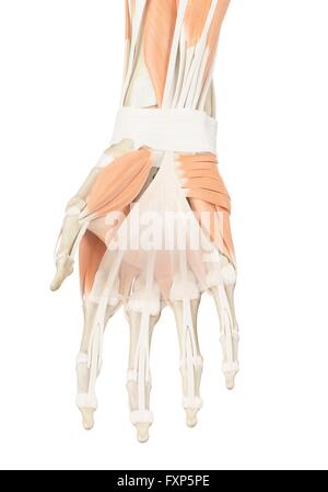 Menschliche Hand Anatomie, Computer Bild Stockfotografie - Alamy