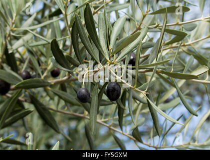 Oliven, Olea Europaea, wächst an einen kleinen Baum in der Familie ...