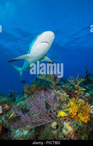 Karibischer Riffhai (Carcharhinus perezii), kann auf fast 3 m lang ...