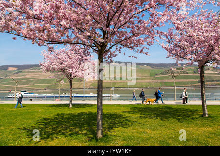 Rheinpromenade in Bingen am Rhein, Frühling, Blüte der Kirsche ...