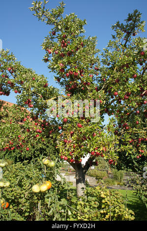 Malus Domestica Gloster, Apfelbaum Stockfotografie - Alamy