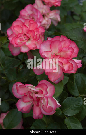 Floribunda Rose TABRIS, aka Himbeer Eis, aka Hannah Gordon ...