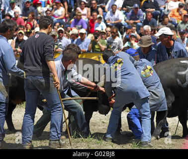 Eringer Kuh, Bekämpfung der Königinnen, Schweizer Kuhkämpfe, Aproz, Wallis, Schweiz ...