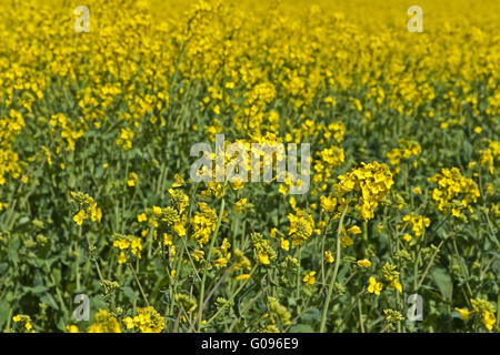 Raps Ernte, Brassica Napus, in Landschaft am Swinbrook in den Cotswolds ...