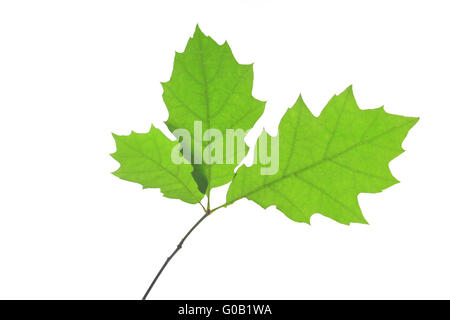 Roteiche, Rot-Eiche, Amerikanische Spitzeiche, Quercus Rubra, Quercus ...