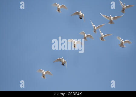 Weiße Tauben fliegen Stockfoto, Bild: 145209584 - Alamy