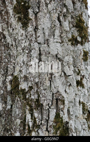 Typische Rinde der Walnussbaum mit Flechten Stockfotografie - Alamy