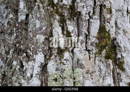 Typische Rinde der Walnussbaum mit Flechten Stockfotografie - Alamy