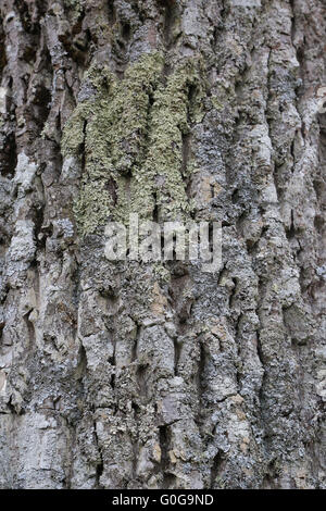 Typische Rinde der Walnussbaum mit Flechten Stockfotografie - Alamy