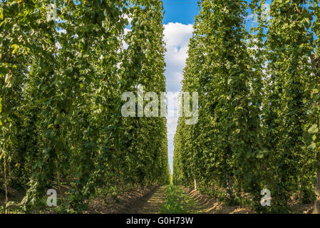 Anbau von Hopfen in einem Feld in Bayern, Deutschland Stockfotografie ...