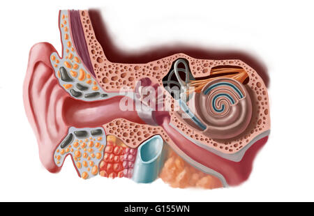 Diagramm des menschlichen Ohres. Das Innenohr ermöglicht die Analyse ...