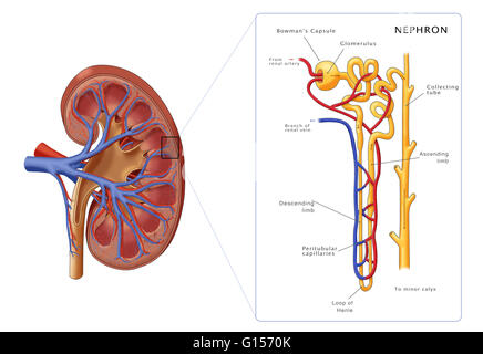 Abbildung der Struktur der ein Nephron (die grundlegende strukturelle ...