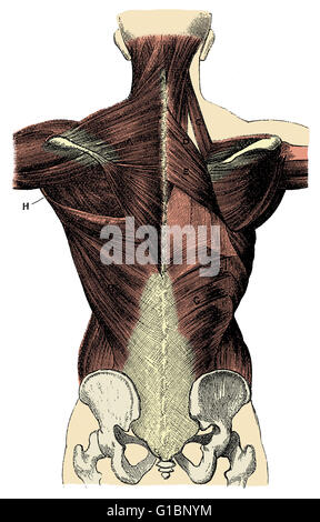 Anatomie des menschlichen Beckenknochen Stockfotografie - Alamy