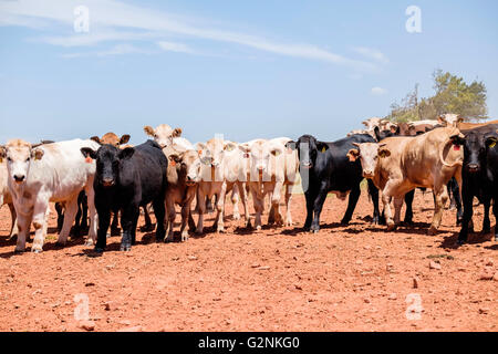 Eine kleine Herde Rinder verschiedener Rassen stare in Richtung der ...