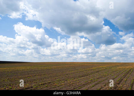Schwarzerde der Ukraine, schwarzer Erde land Stockfotografie - Alamy