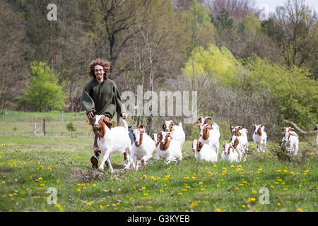 Boer Ziege (Capra Hircus, Capra Aegagrus F. Hircus), Flockp von Boer ...