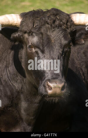 Schwarz Dexter Kuh an Bedas Welt/Jarrow Hall Stockfotografie - Alamy