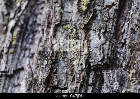 Rinde eines Baumes als natürlichen Hintergrund in schwarz / weiß ...