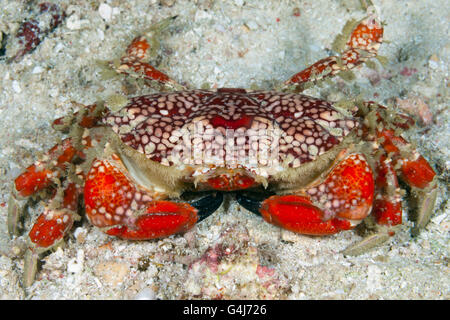 Herrliche Runde Krabbe rot, Etisus Splendidus, Bunaken, Nord-Sulawesi ...