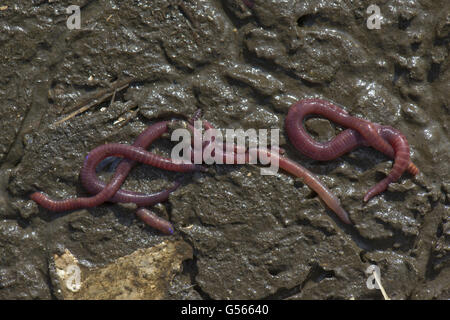 Redworm Mistwurm oder Tiger Wurm Eisenia Foetida auf Bodenoberfläche ...