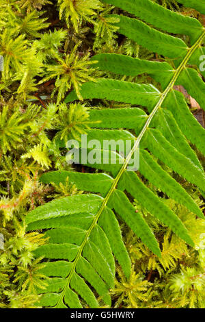 Westlichen Schwert Farn mit Bärlapp entlang Taylor Creek Trail ...