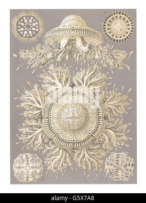 Discomedusae von Ernst Haeckel; Kunstformen der Natur, 1900 ...