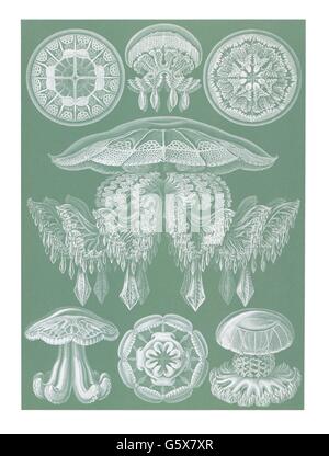 Discomedusae von Ernst Haeckel; Kunstformen der Natur, 1900 ...