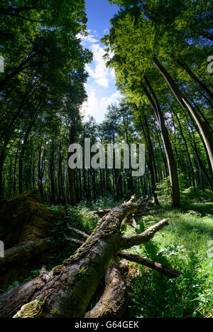 Österreich, Niederösterreich, Wiener Wald, Biosphärenreservat ...