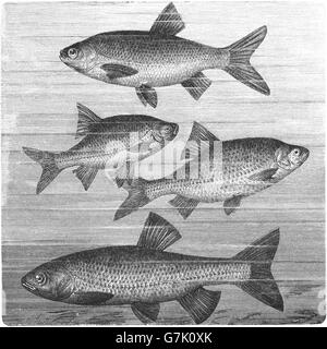 Rotauge (Rutilus Rutilus), Zeichnung Stockfotografie - Alamy