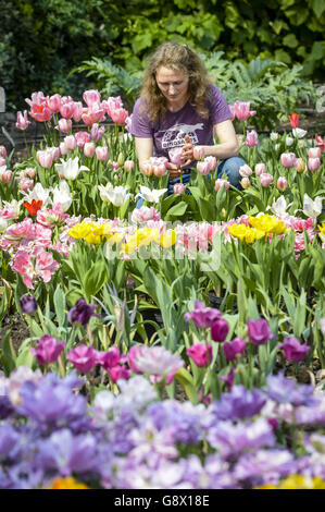 Catherine Cutler, Mediterranean Biome Supervisor beim Eden Project in ...