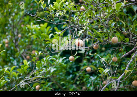 Karibik, Grenada, Muskatnuss Baum, Myristica Fragans Stockfoto, Bild ...