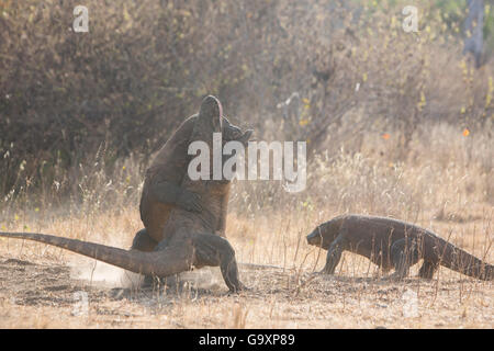 Der Kampf gegen die Komodo Warane (Varanus komodoensis) für Herrschaft ...