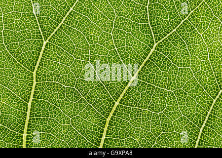 Hybrid-Schwarz-Pappel (Populus X canadensis) Blatt Detail mit Aderung ...