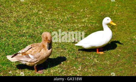 Pekin Ente wandern in Western Washington, USA. Die amerikanische Pekin ...