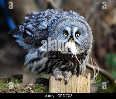 Nahaufnahme von runden Gesicht des großen grau-Eule oder Lappland Eule ...