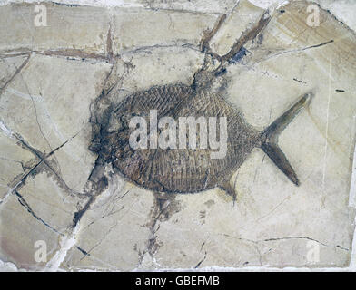 vorgeschichte, Fossilien, Zoologie / Tiere, Knochenfische (Urokles ...