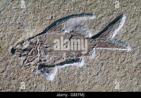 vorgeschichte, Fossilien, Zoologie / Tiere, Knochenfische (Urokles ...