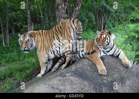 Hailin, der chinesischen Provinz Heilongjiang. 12. Juli 2016 ...