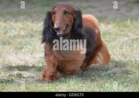 Hund Dackel / Dackel / Teckel Kurzhaar Welpen (Harlekin Merle) steht ...
