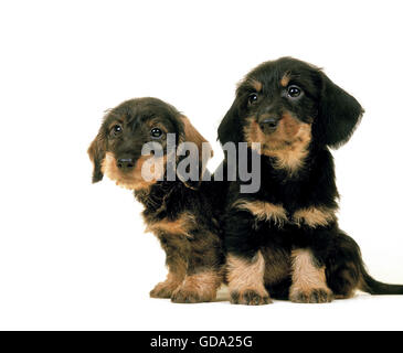 zwei Rauhaar Dackel - Welpen zwischen Heide Stockfotografie - Alamy