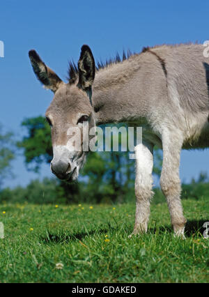 Esel, Esel auf dem Bauernhof Stockfotografie - Alamy