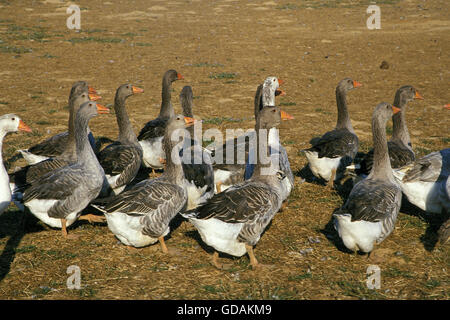 Norman Domestic Gans, eine französische Rasse aus der Normandie ...