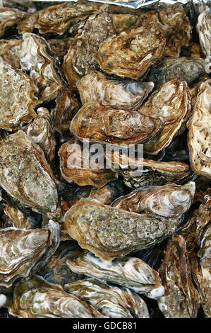 Oyster Kultur, Austernzucht, Aquakultur, Marikultur, Pazifische Auster ...