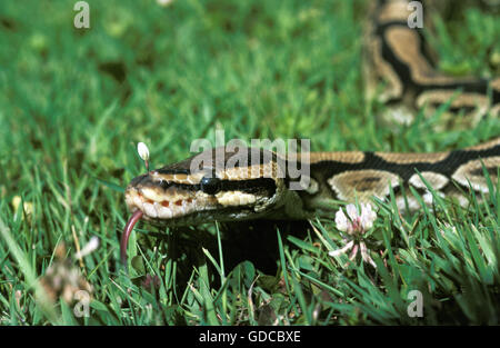 Python-Schlange mit der Zunge im studio Stockfoto, Bild: 132172677 - Alamy