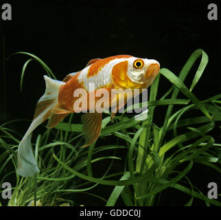 Veiltail Goldfisch (Carassius Auratus). Einzelne Fische in einem ...