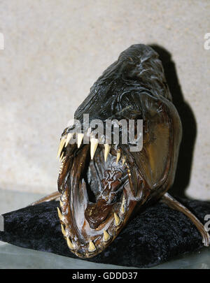 Tigerfisch Hydrocynus Goliath, gefüllte Fisch mit offenem Mund ...