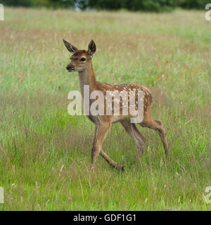 Rothirsch Kalb mit Tarnung Gefleckte Fell in einem Wald-Feld ...