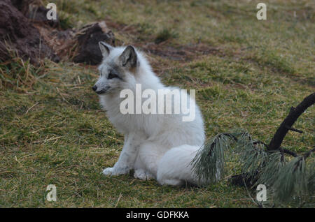 Schönes Profil eines schnellen Fuchs sitzen Stockfotografie - Alamy